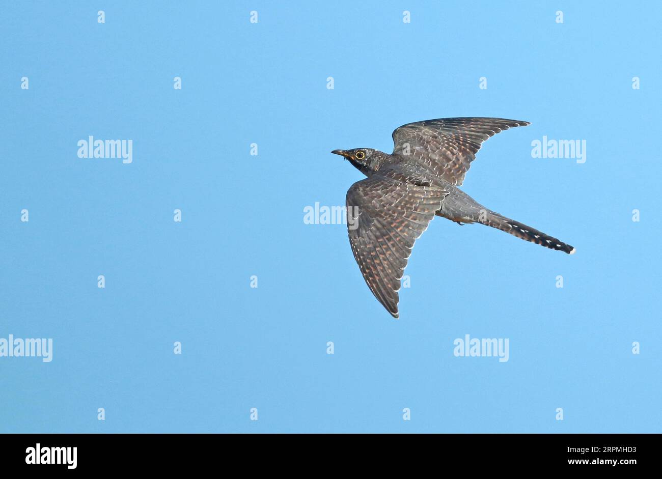 Eurasian cuckoo (Cuculus canorus), juvenile in flight, seen from above ...