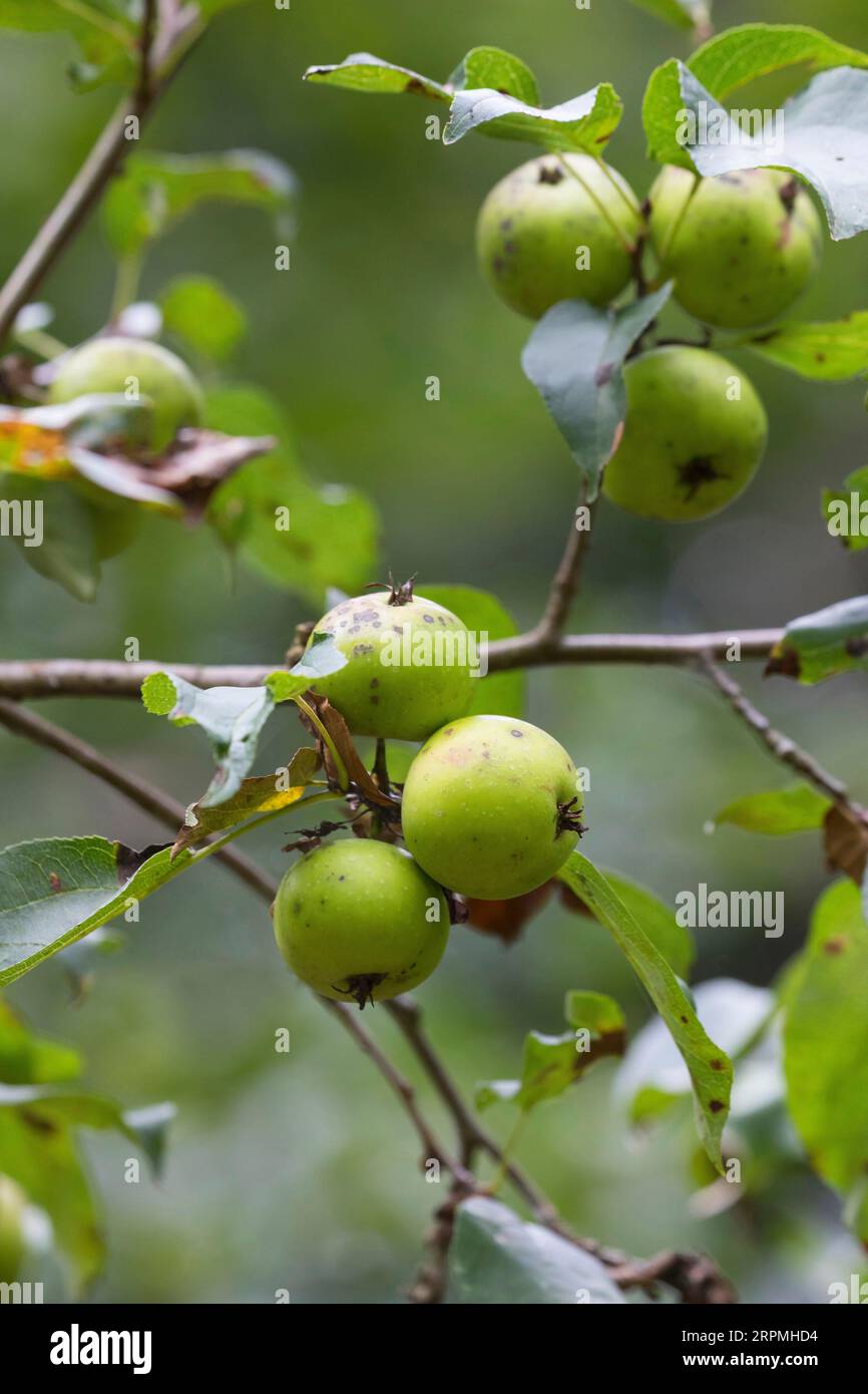crab apple, wild crab (Malus sylvestris), fruits on a branch, Germany ...