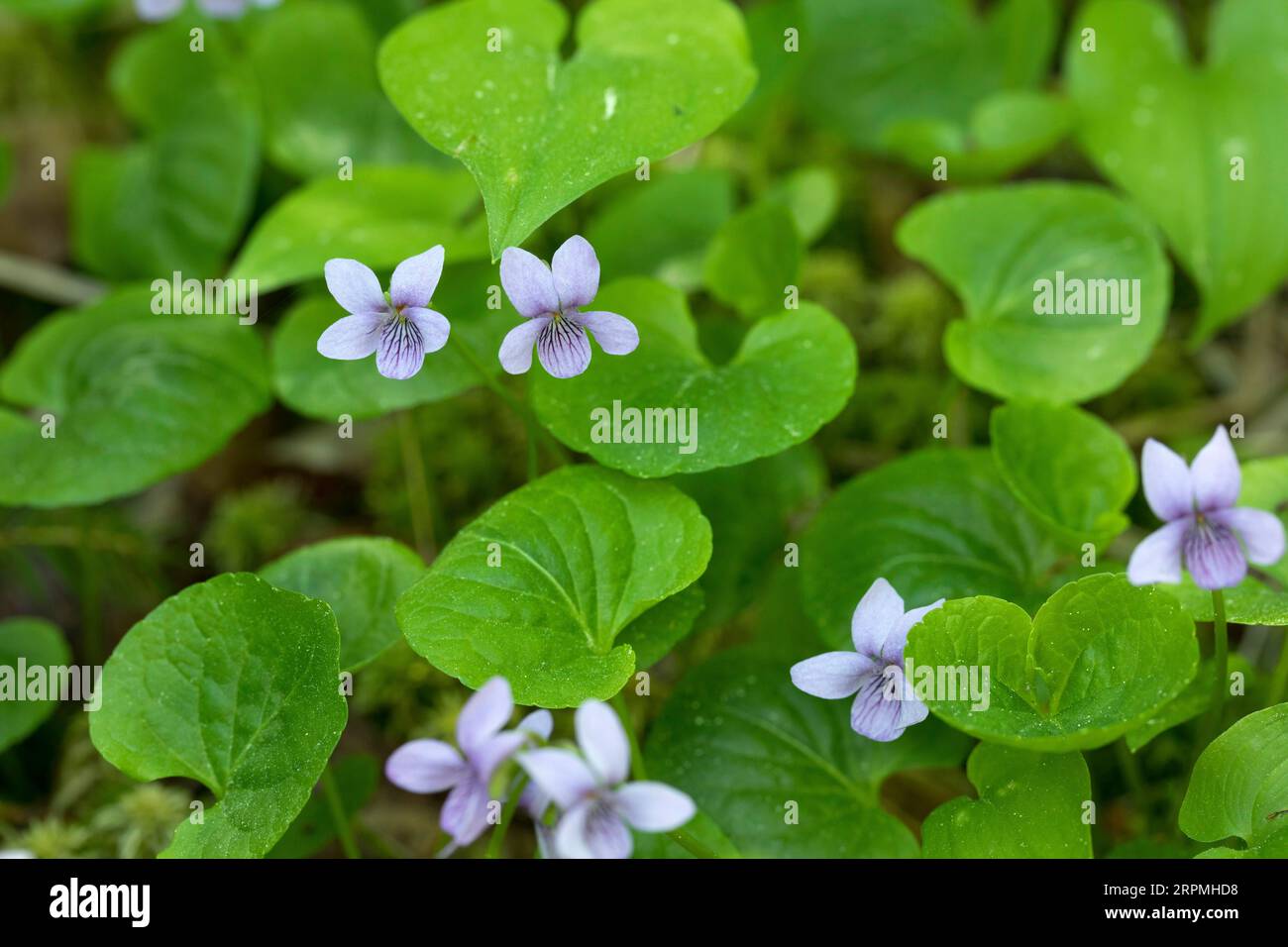 Viola palustris hi-res stock photography and images - Alamy