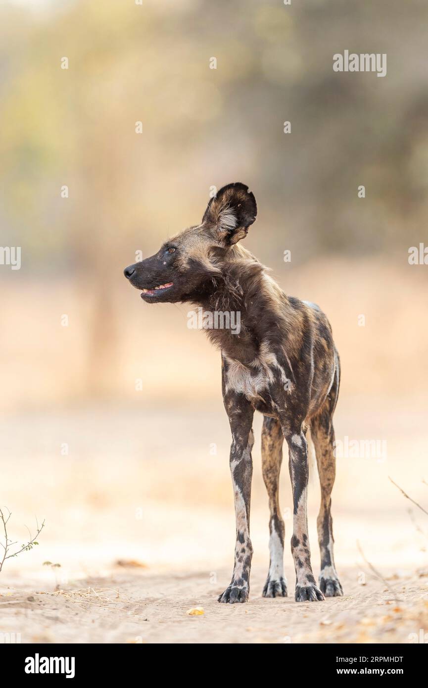 African painted dog seen, Lycaon pictus, seen in Zimbabwe's Mana Pools ...