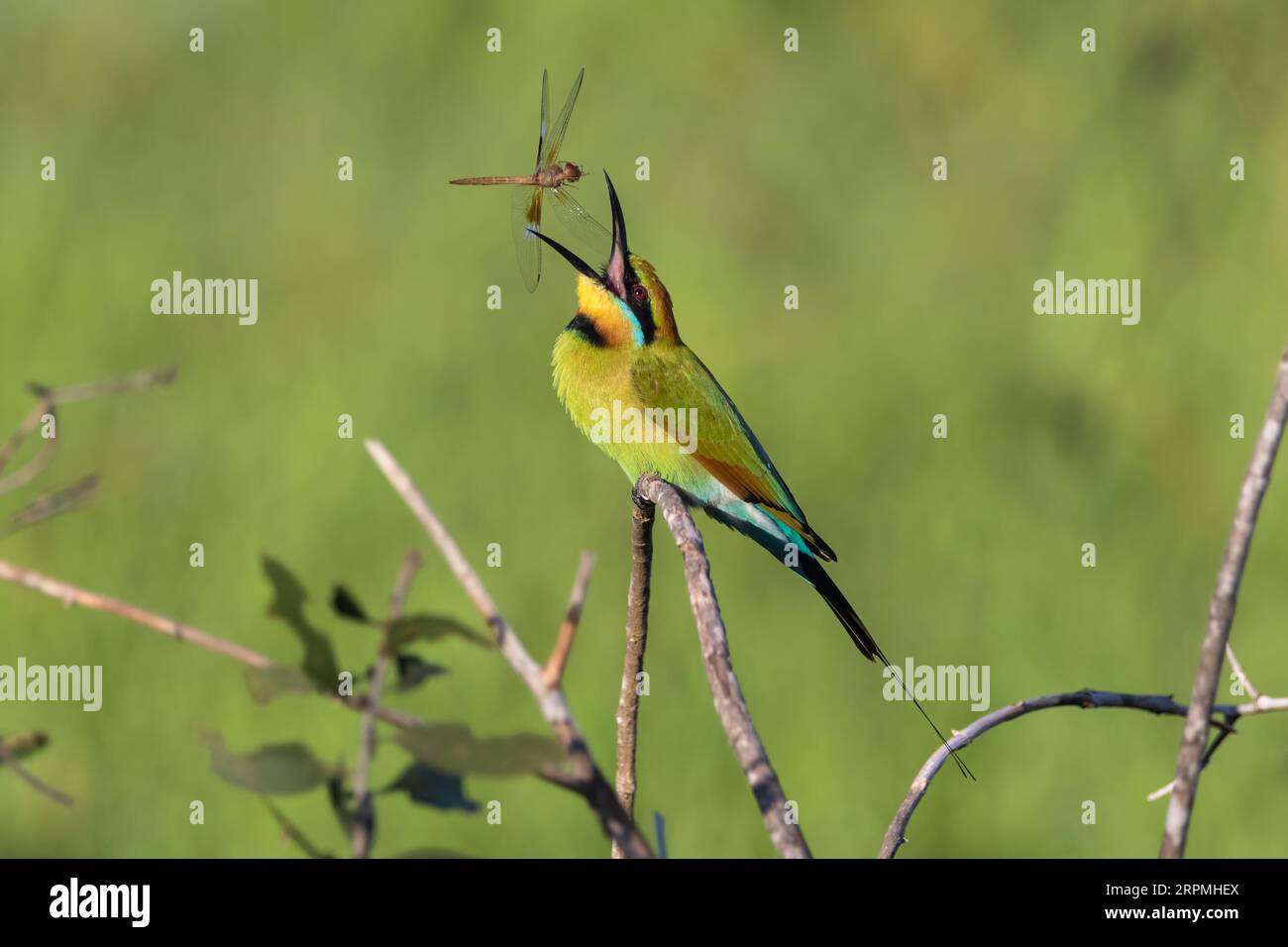 A magnificent Rainbow Bee-Eater about to snap its beak shut on a ...