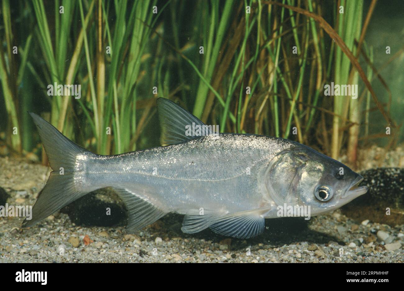 silver carp, tolstol (Hypophthalmichthys molitrix), side view Stock ...