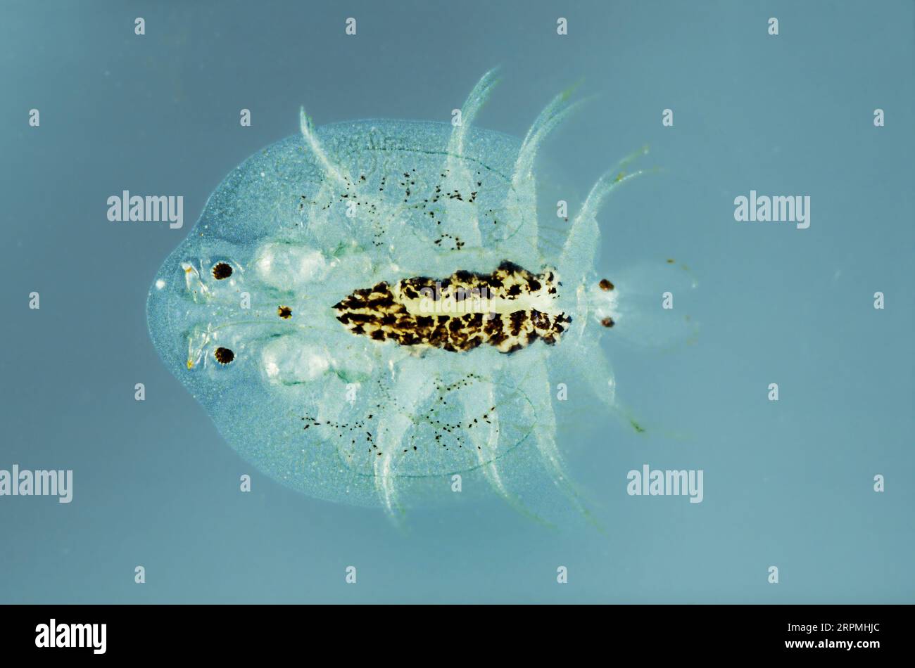 Carp louse (Argulus foliaceus Stock Photo - Alamy