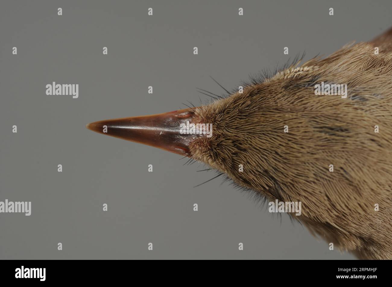 Olivaceous warbler (Hippolais pallida, Acrocephalus pallidus, Iduna ...