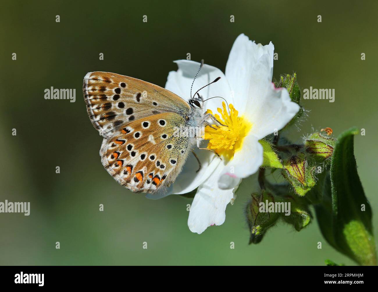 Fauna hispana hi-res stock photography and images - Alamy