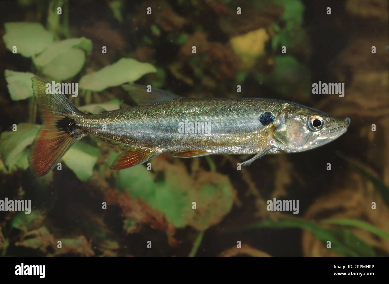 torpedo pike characin (Acestrorhynchus altus), swimming, side view ...