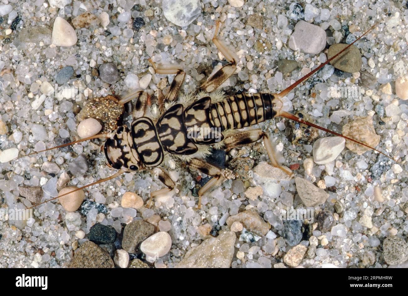stonefly (Perla marginata), larva on gravel base, Germany Stock Photo ...