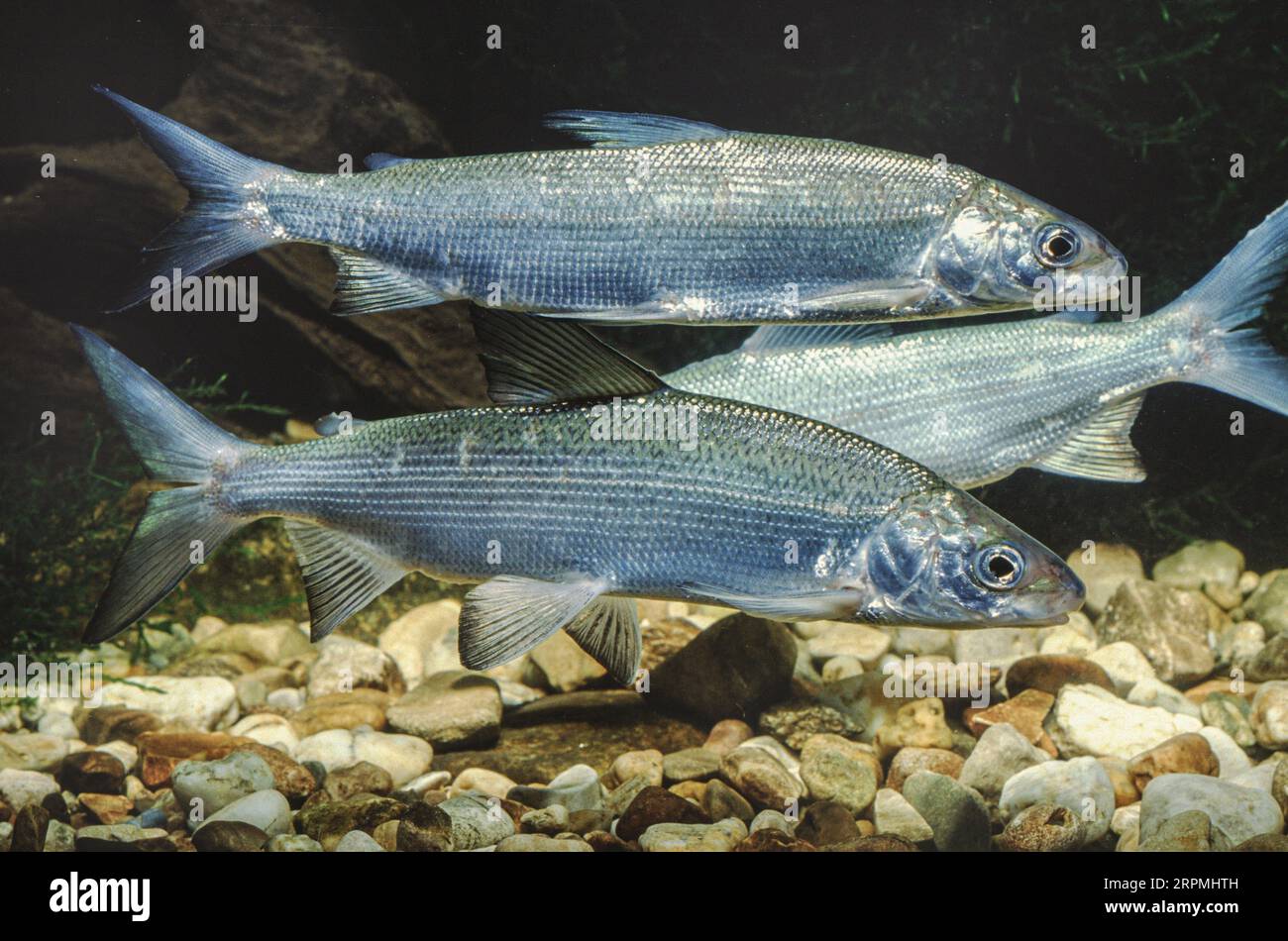 whitefishes, lake whitefishes (Coregonus spec.), with nuptial tubercles ...