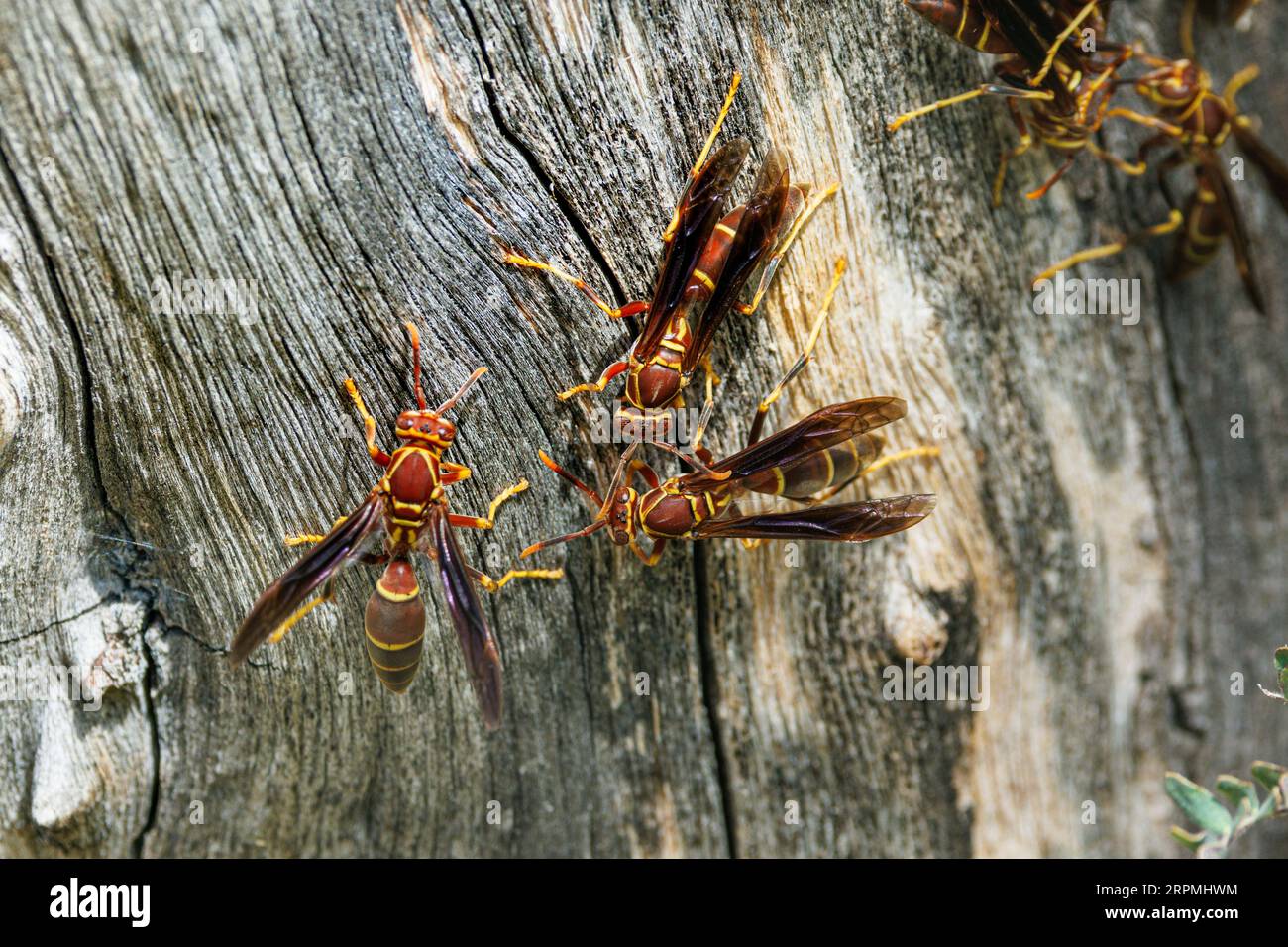 Paper wasps nest hi-res stock photography and images - Alamy