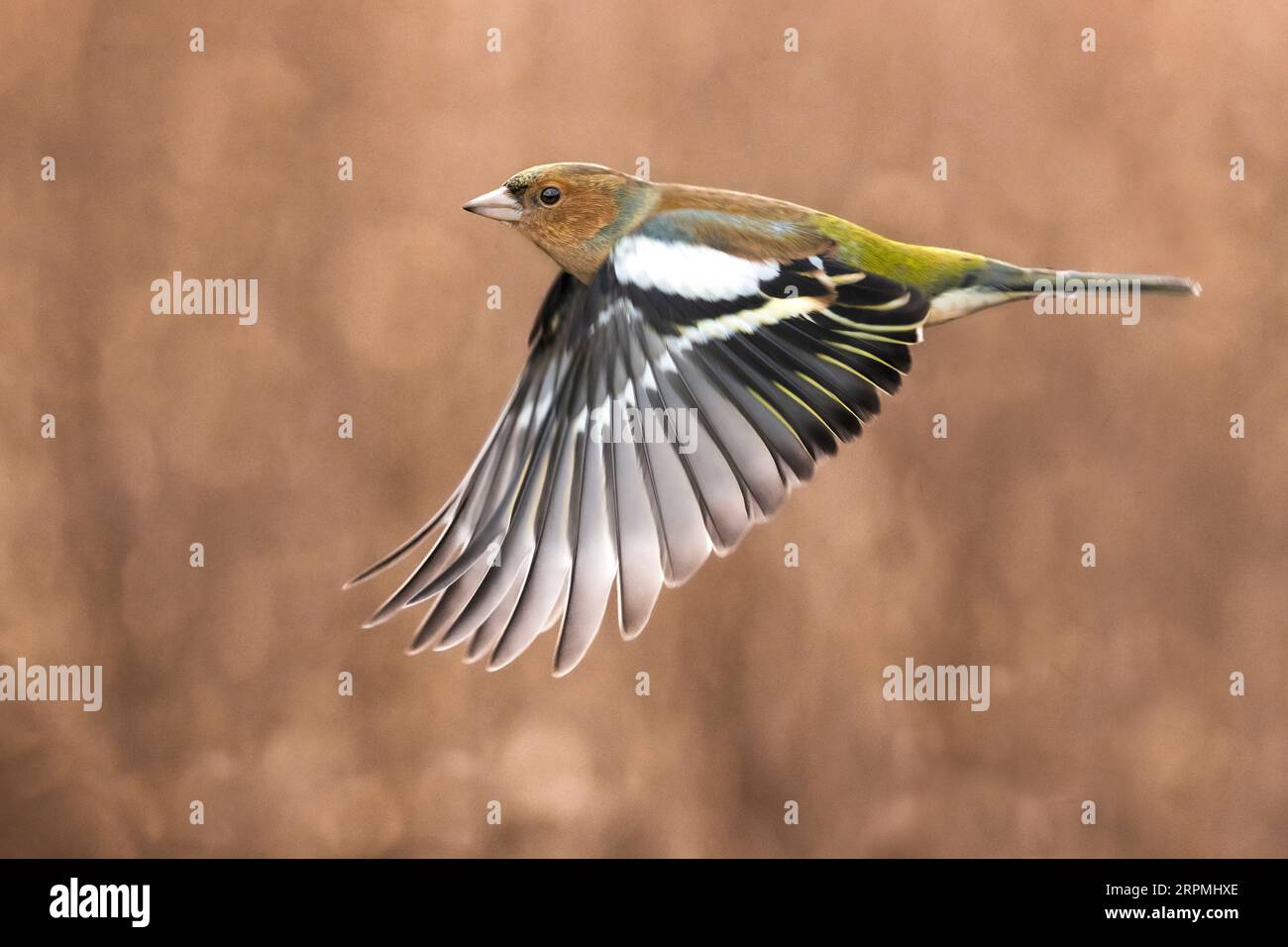 chaffinch (Fringilla coelebs), male in flight, high speed photography ...
