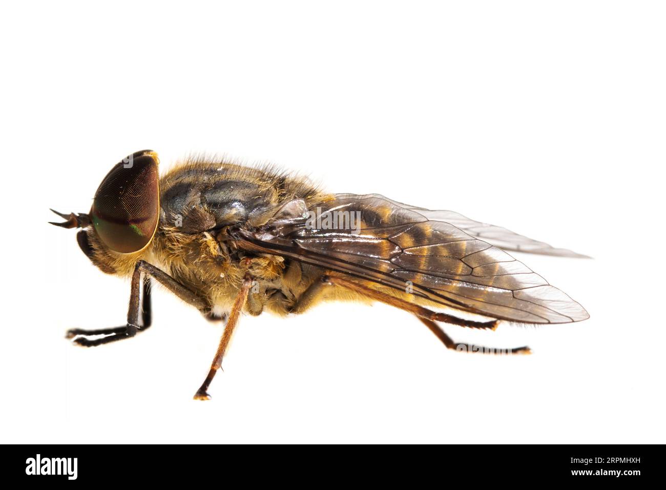 Band-eyed brown horsefly (Tabanus bromius), side view, cut out ...