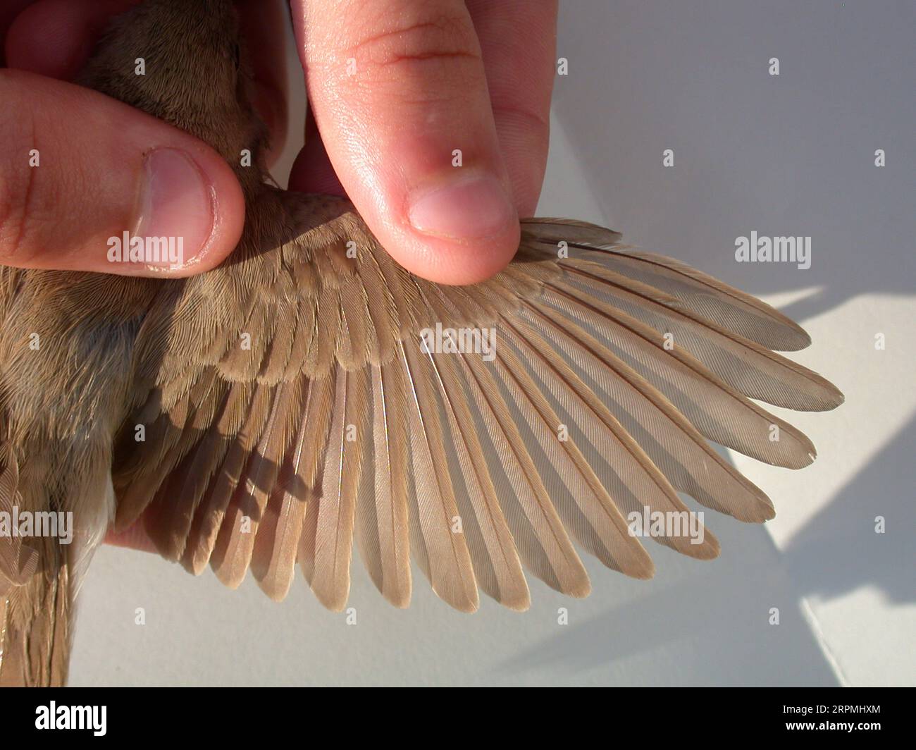 Syke's Warbler (Iduna rama, Hippolais rama), caught bird in the hand ...