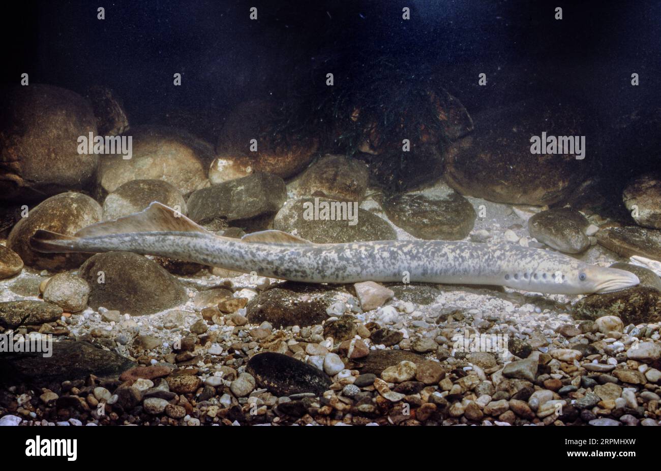 Sea lamprey (Petromyzon marinus), on river gravel bottom Stock Photo ...