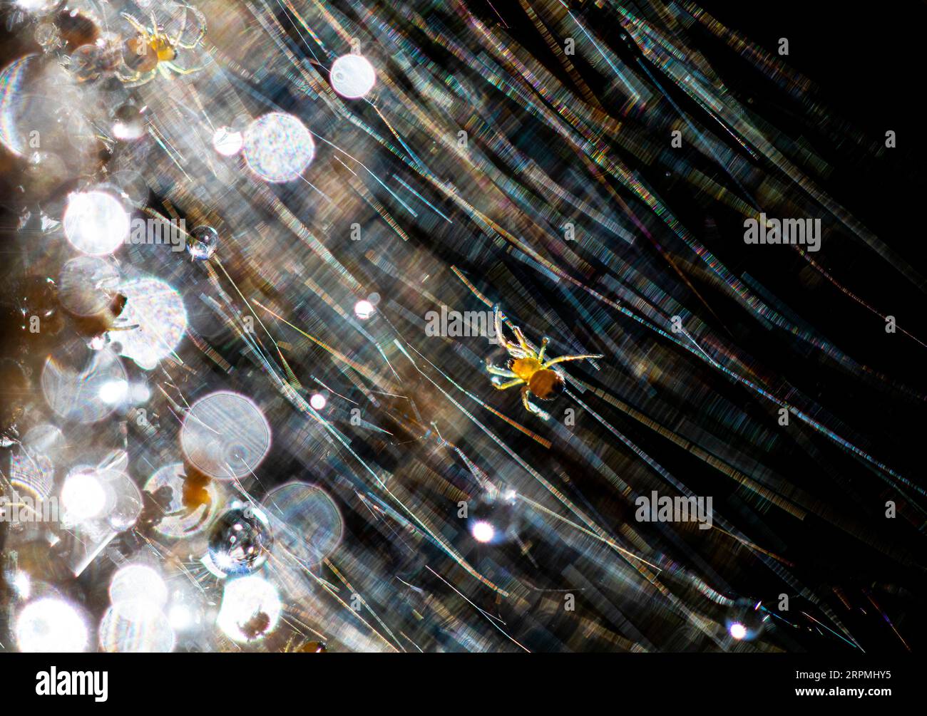 young spiders in web, light reflexions, Netherlands, Frisia Stock Photo ...