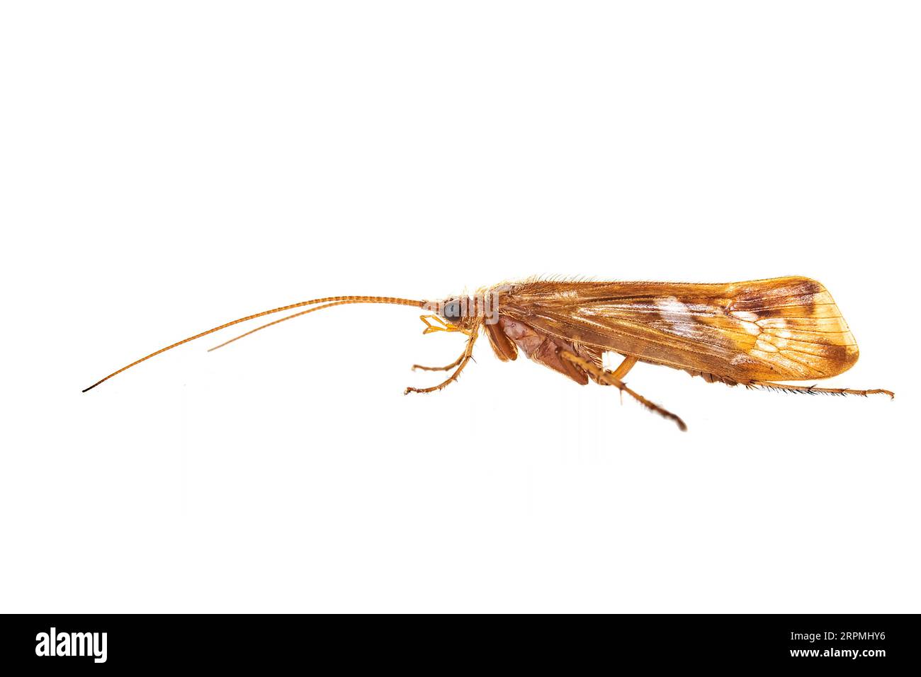 Moon caddisfly (Limnephilus lunatus), side view, cut out, Netherlands ...