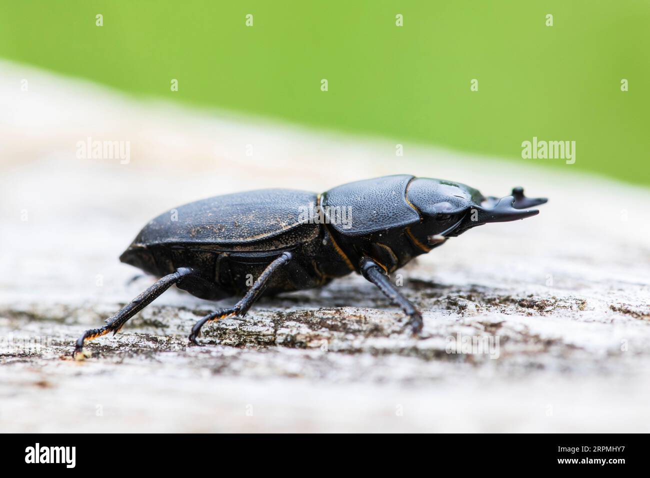 Lesser stag beetle (Dorcus parallelipipedus), male sitting on wood ...