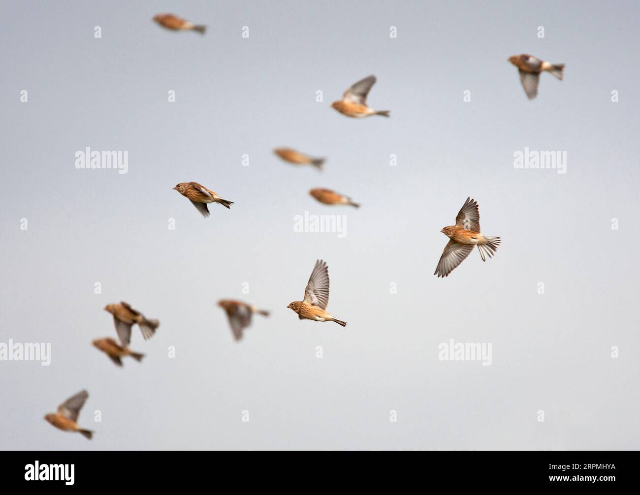 Linaria cannabina flying hi-res stock photography and images - Alamy