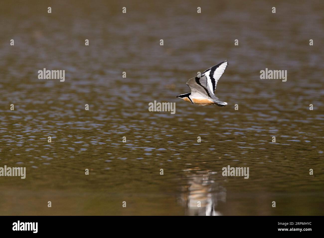 Egyptian plover, crocodile bird (Pluvianus aegyptius), in flight over ...