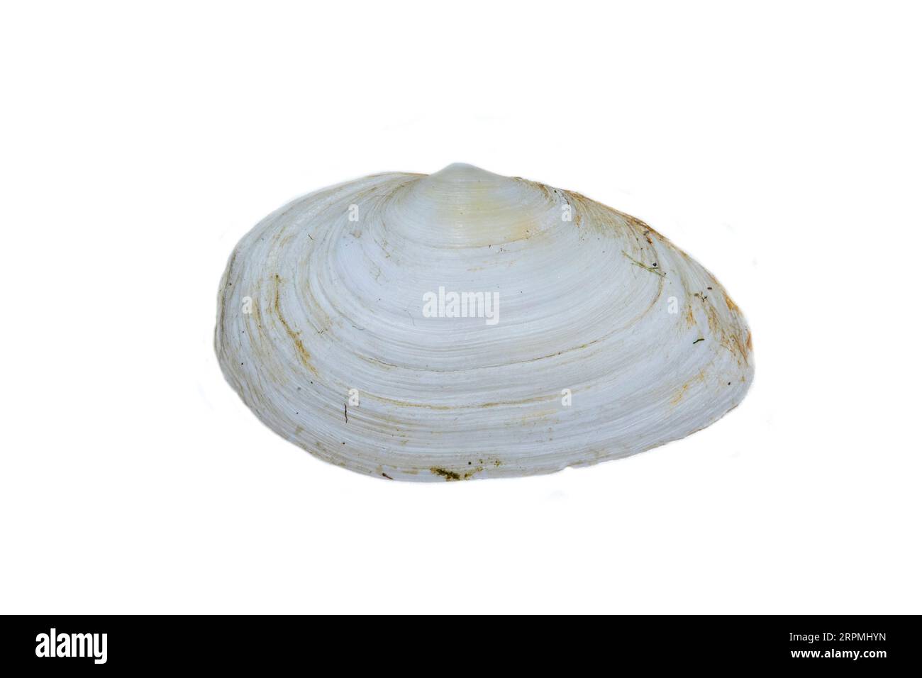 sand gaper, soft-shelled clam, softshell clam, large-neck clam, steamer ...