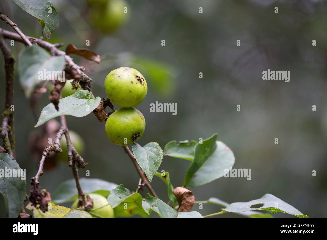 crab apple, wild crab (Malus sylvestris), fruits on a branch, Germany ...