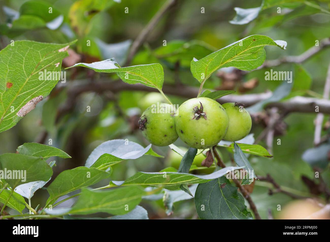 crab apple, wild crab (Malus sylvestris), fruits on a branch, Germany ...