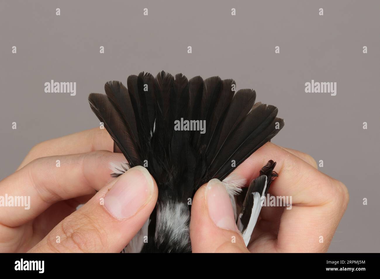 Hands on tail hi-res stock photography and images - Alamy