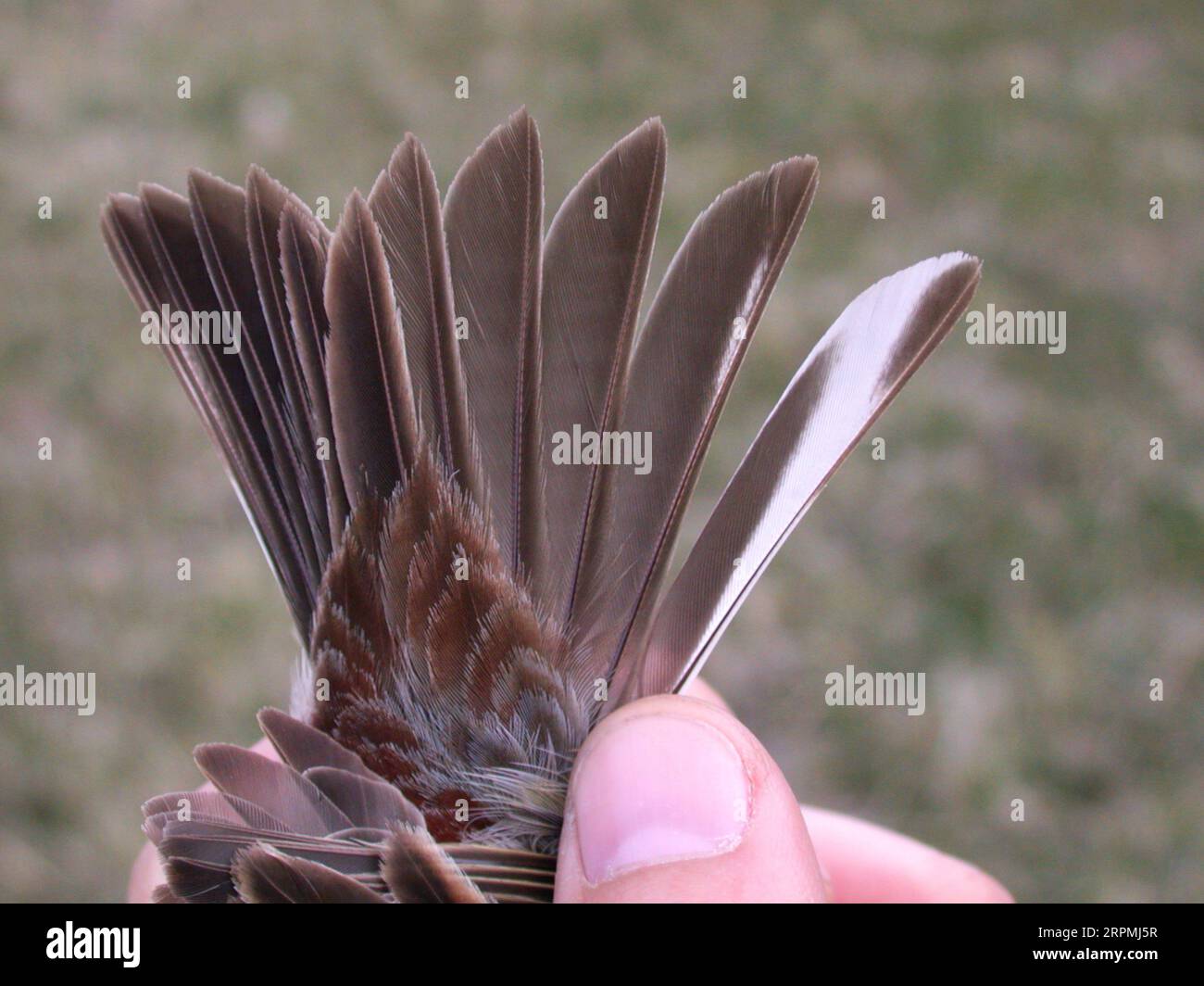 yellow-breasted bunting (Emberiza aureola), caught bird in the hands ...