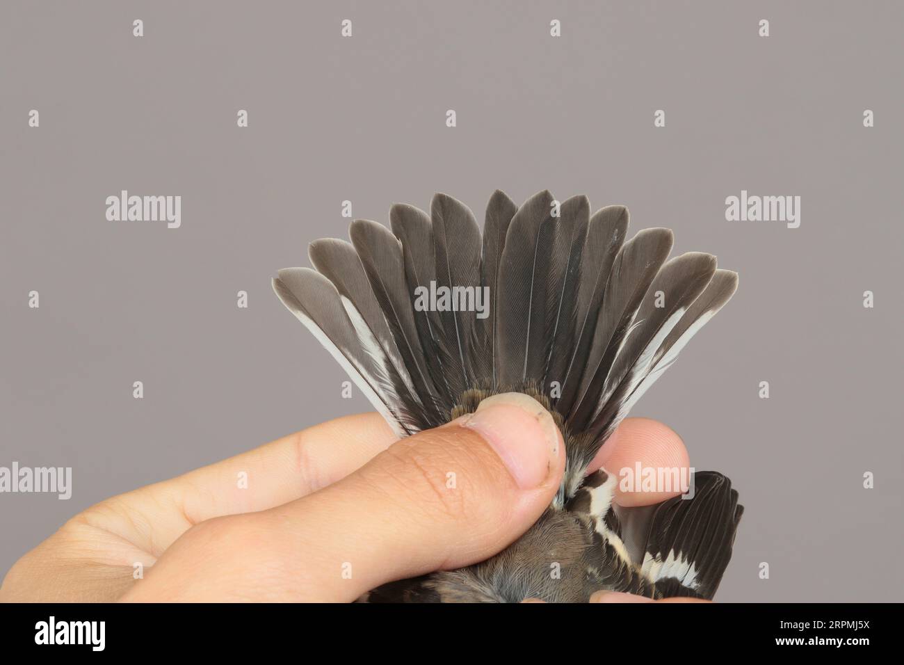 collared flycatcher (Ficedula albicollis), caught bird in the hands ...