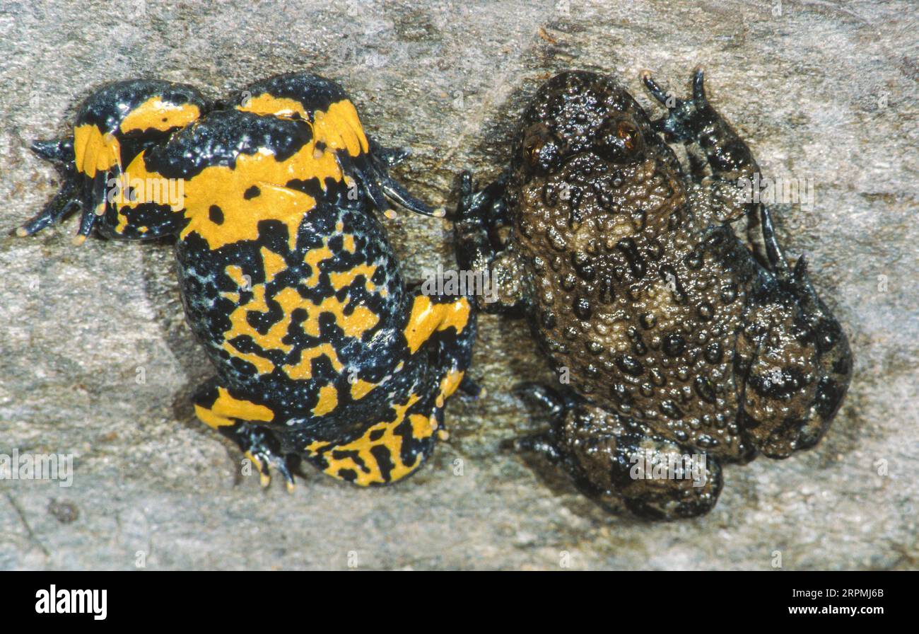 yellow-bellied toad, yellowbelly toad, variegated fire-toad (Bombina ...