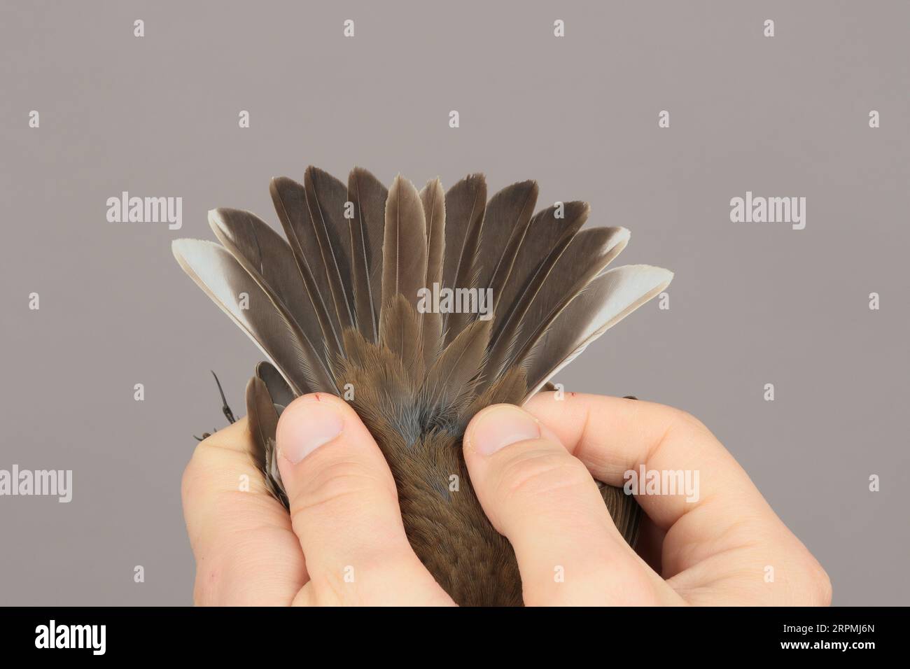 water pipit (Anthus spinoletta), caught bird in the hands, tail ...