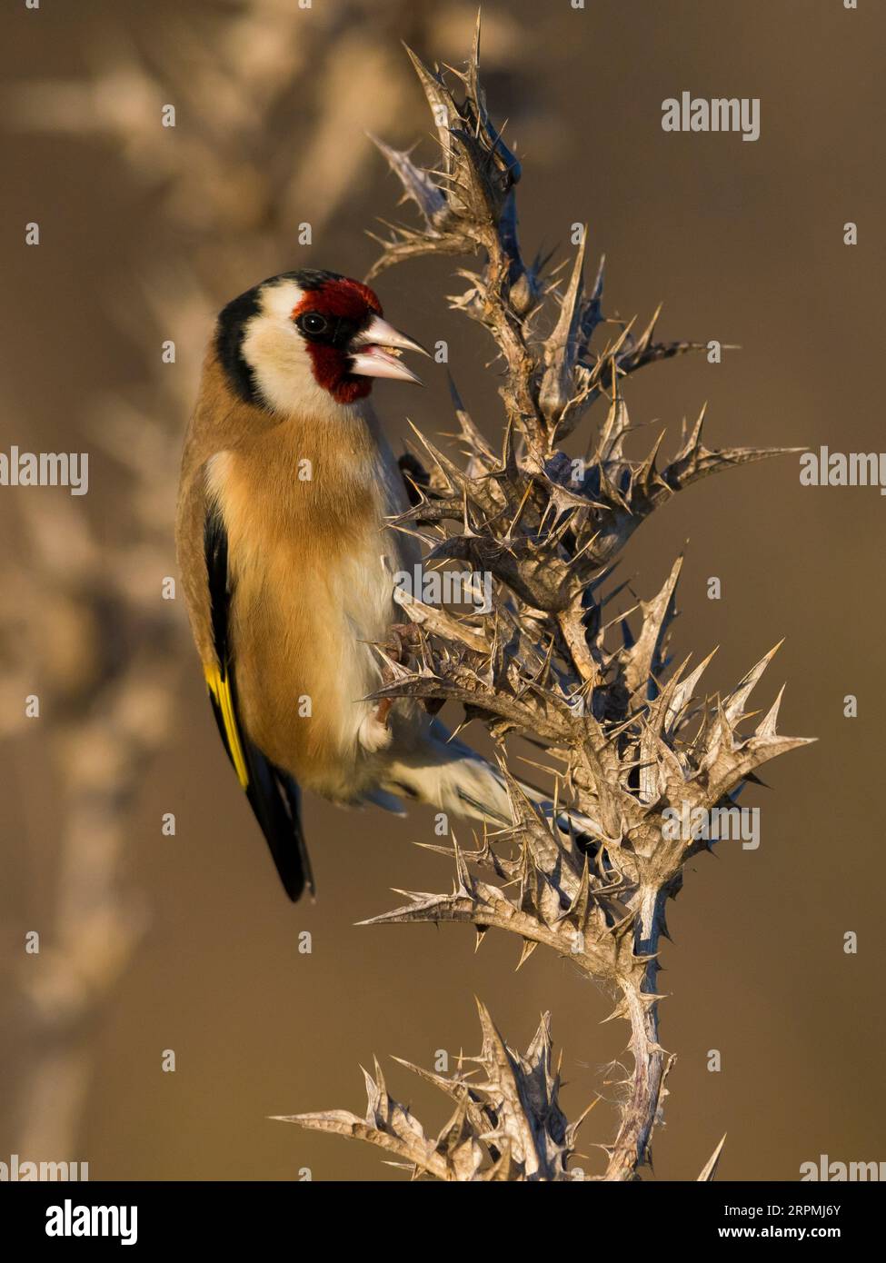 Eurasian goldfinch (Carduelis carduelis), sitting on a thistle, Italy ...
