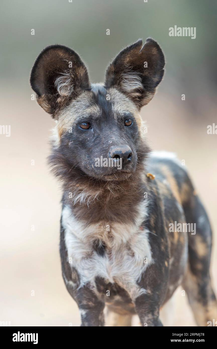 African painted dog seen, Lycaon pictus, seen in Zimbabwe's Mana Pools ...