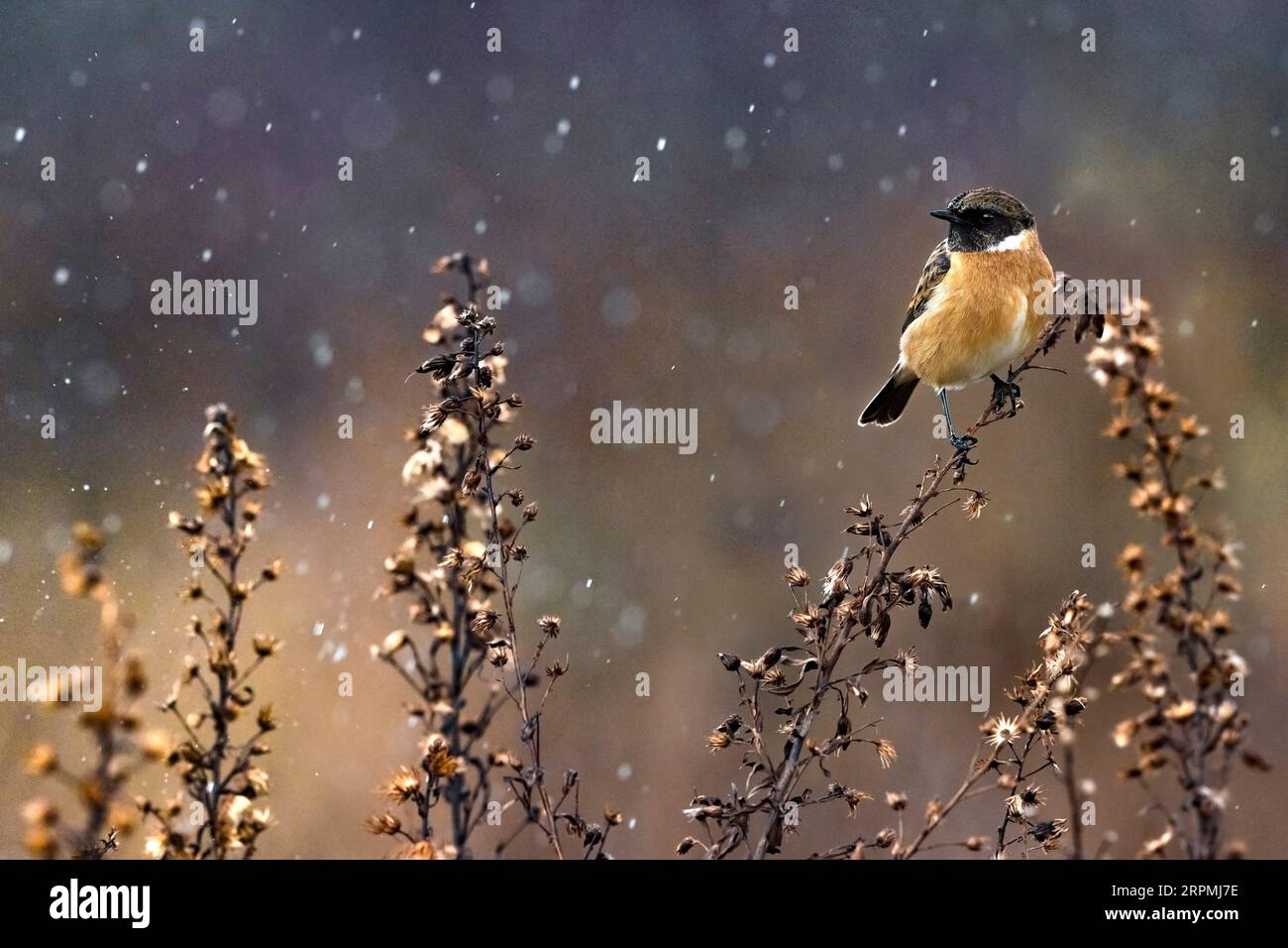 Common Stonechat (Saxicola rubicola, Saxicola torquata rubicola), male ...