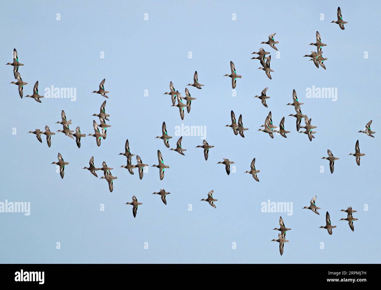 green-winged teal (Anas crecca), flock in flight, Netherlands Stock ...