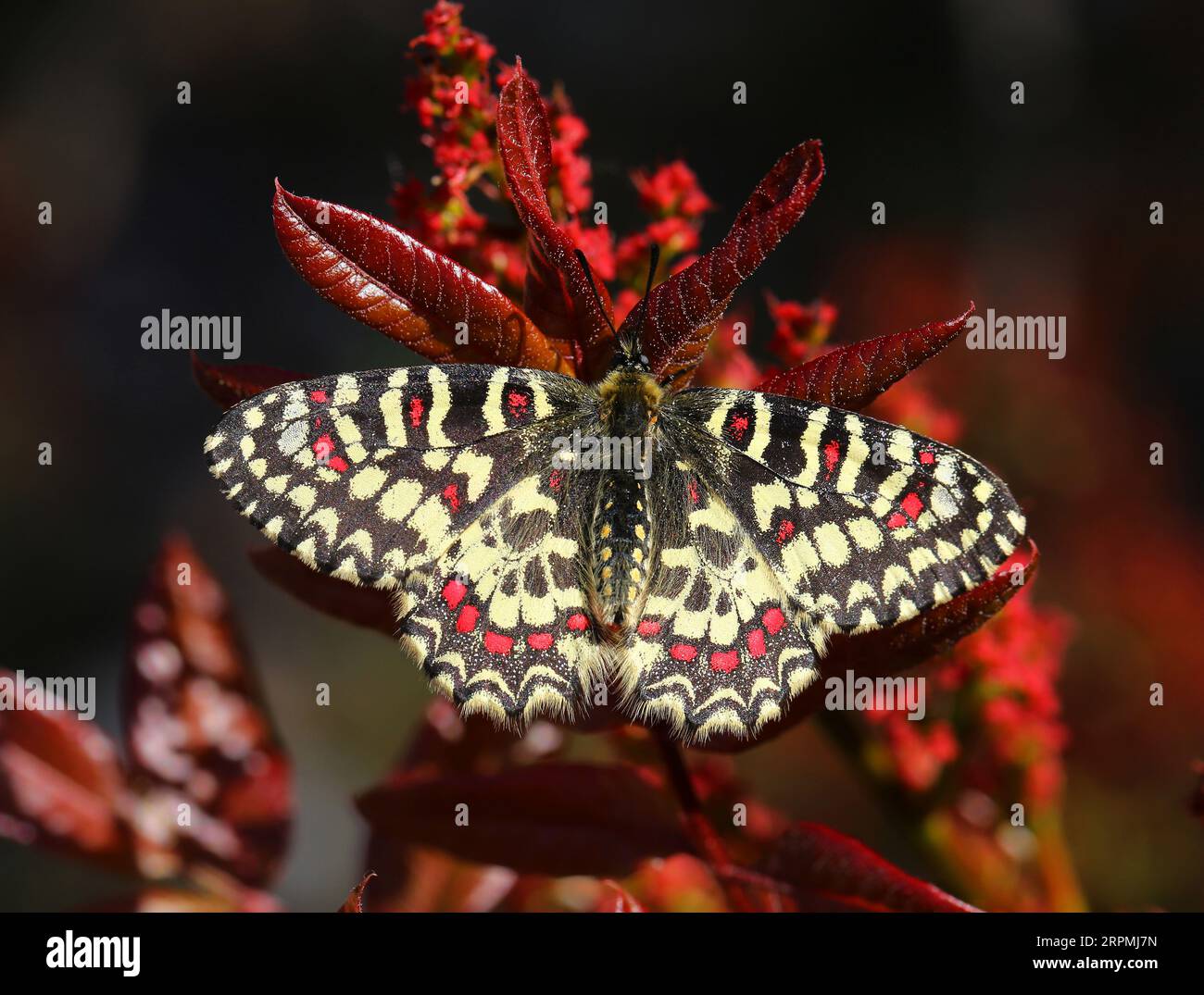 Spanish Festoon, Southern festoon (Zerynthia rumina), top view, France ...