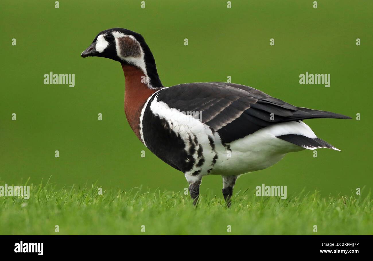red-breasted goose (Branta ruficollis), First-winter in a meadow ...