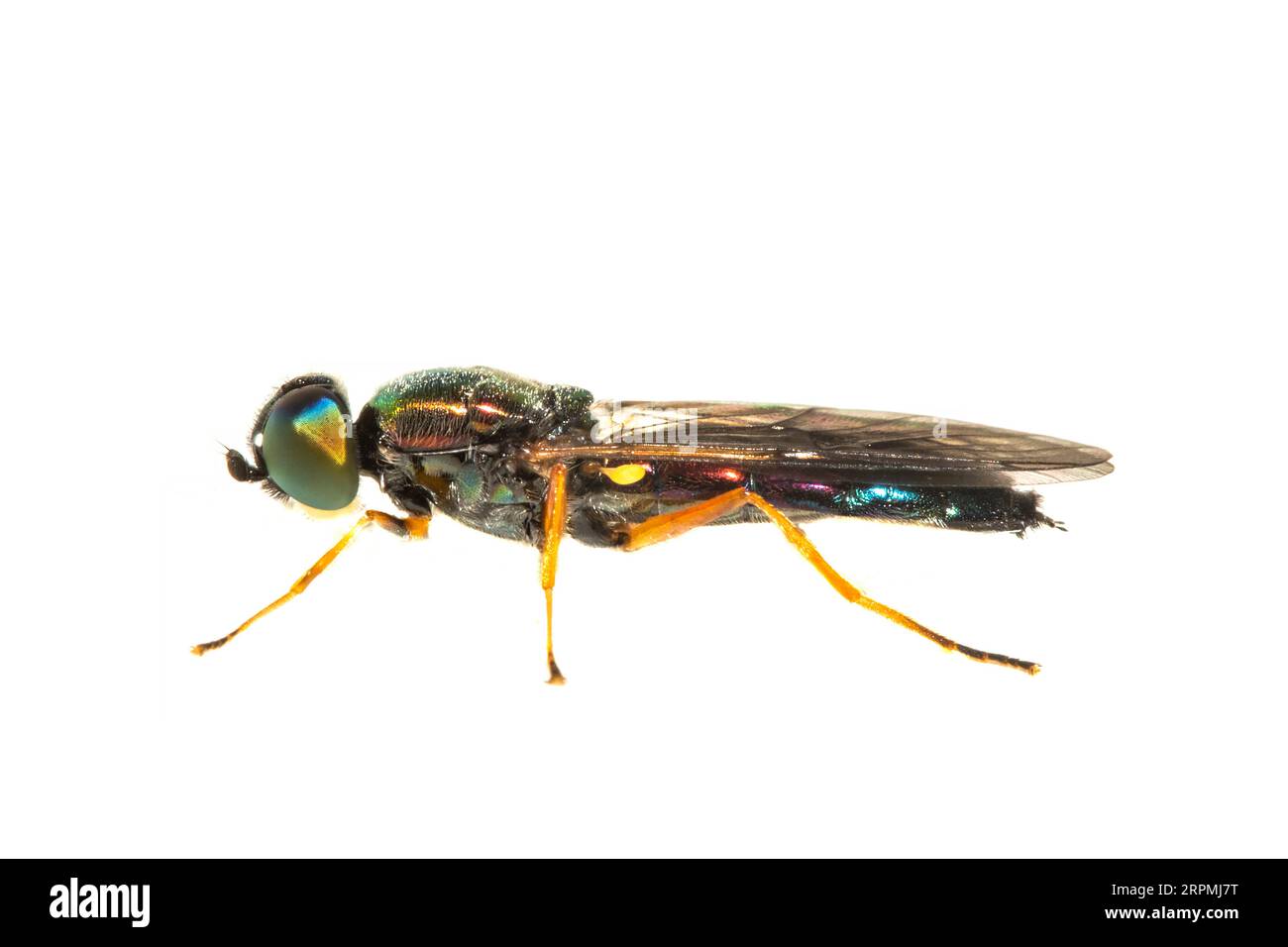 Yellow-legged centurion (Sargus flavipes), side view, cut out ...
