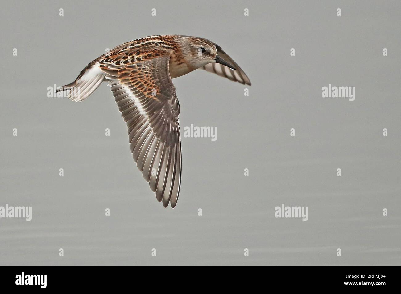 little stint (Calidris minuta), juvenile in flight, seen from the side ...