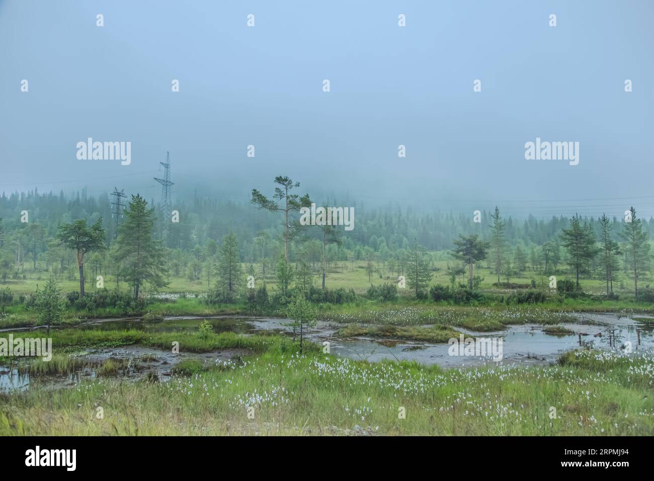 Foggy marsh landscape with fir trees and ordinary marsh vegetation ...