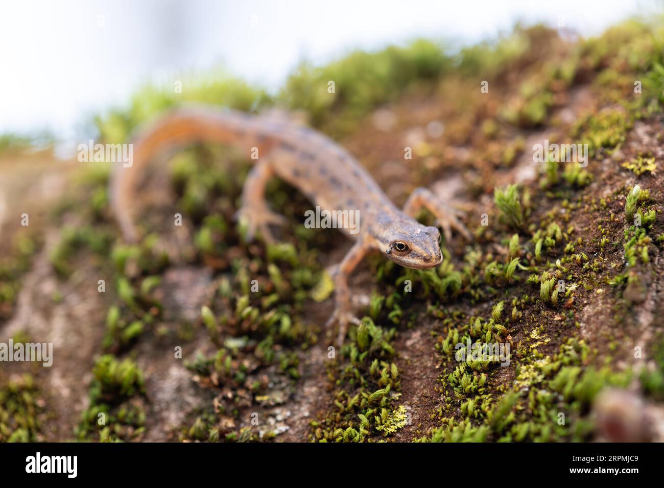 Common newt (Lissotriton vulgaris), running over dead wood overgrown ...
