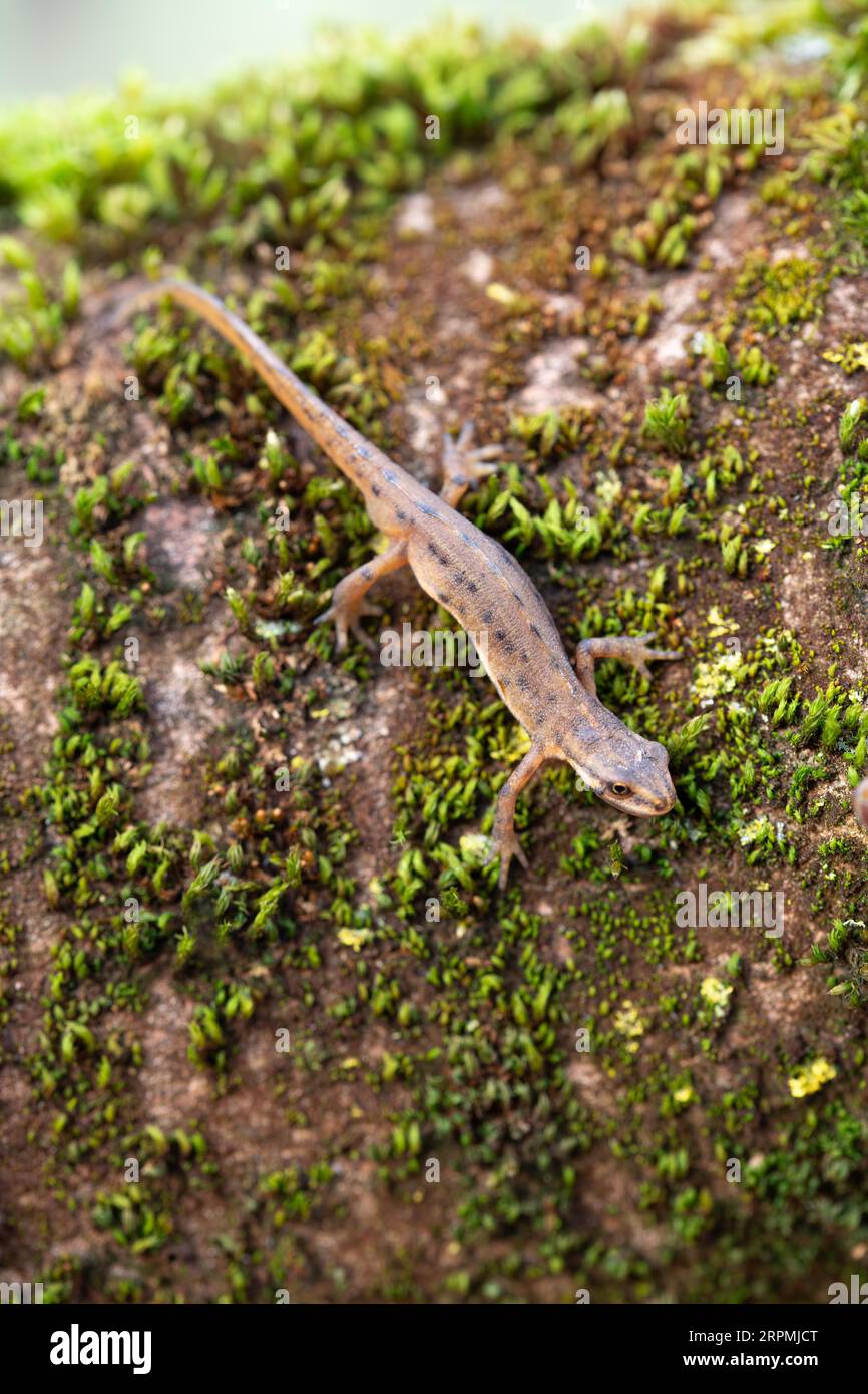 Dead newt hi-res stock photography and images - Alamy