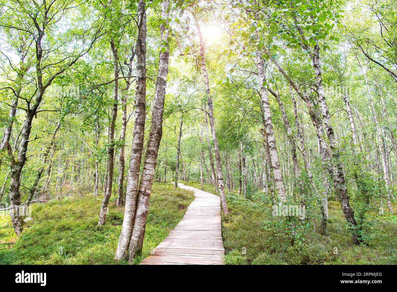 Bog birch (Betula pubescens), wooden plank path through the bog birch ...