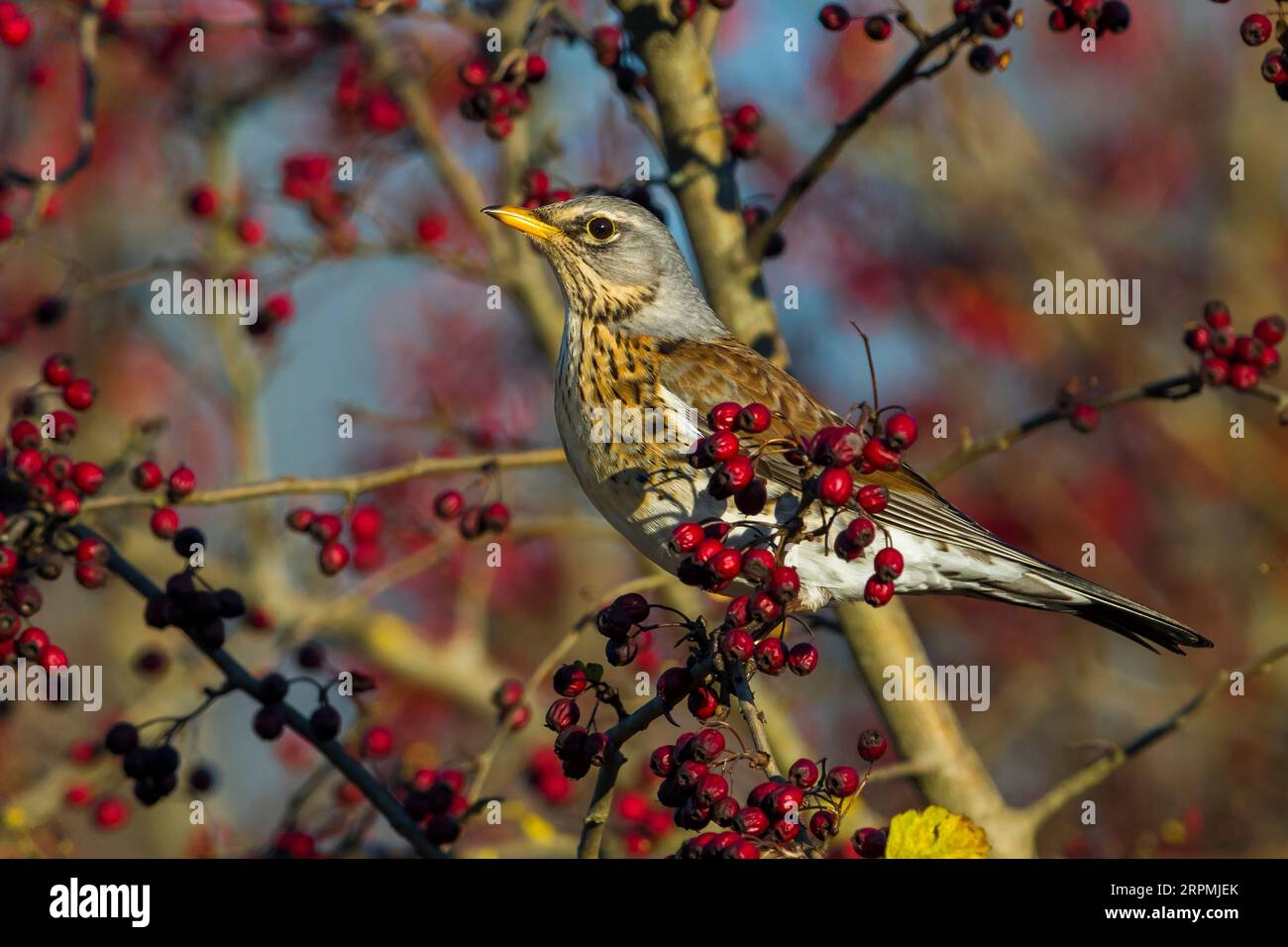 fieldfare (Turdus pilaris), eating berries, Italy, Tuscany Stock Photo ...