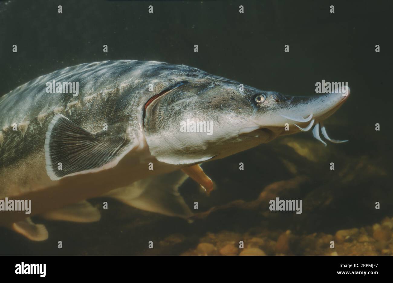 Huso huso hi-res stock photography and images - Alamy