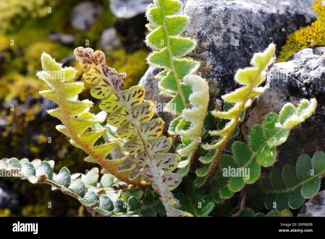 Common spleenwort, Rustyback (Asplenium ceterach, Ceterach officinarum ...