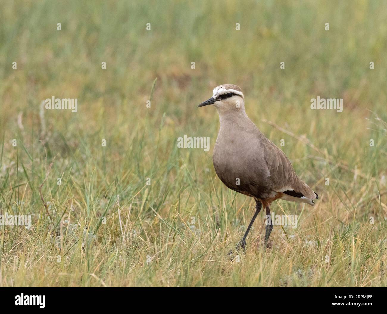 sociable plover (Chettusia gregaria, Vanellus gregarius), Critically ...