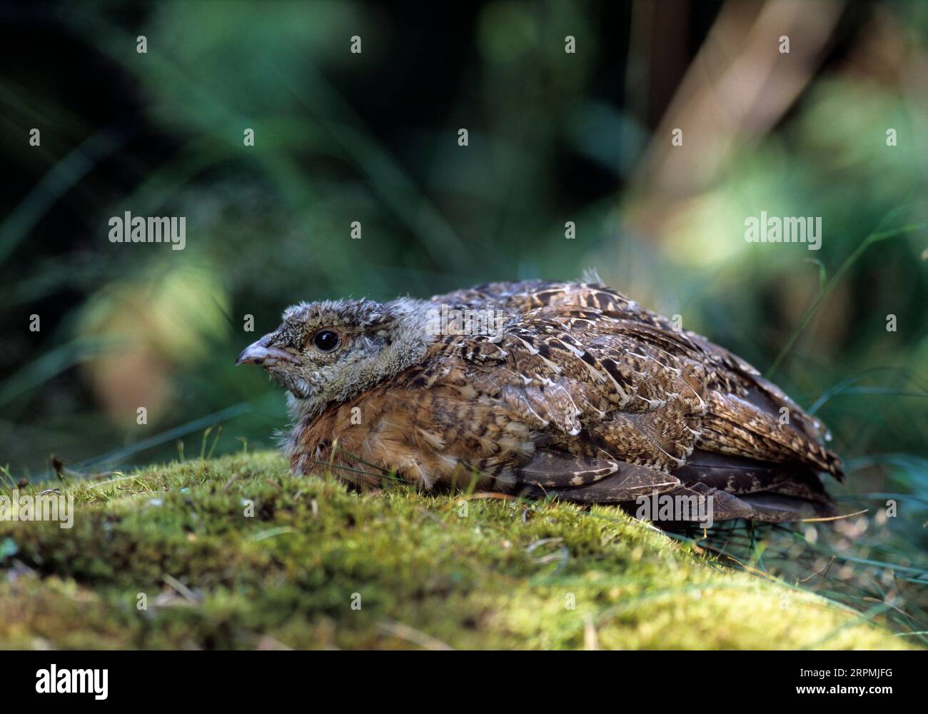 western capercaillie, wood grouse (Tetrao urogallus), fledgling pressed ...