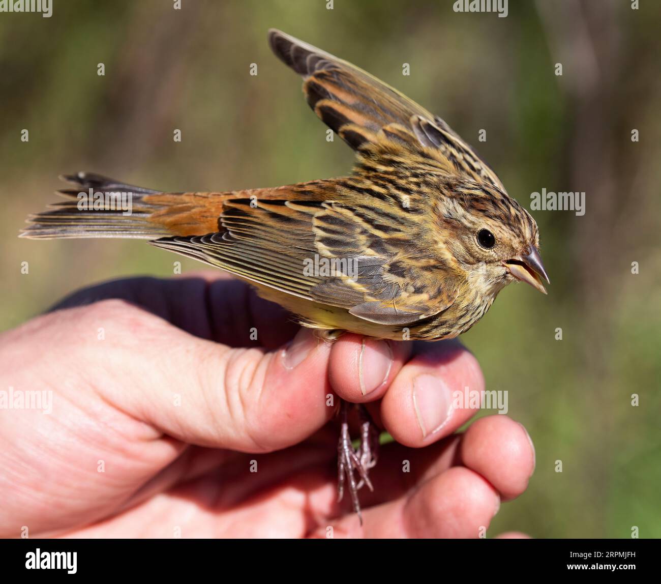 Birdwatcher china hi-res stock photography and images - Alamy