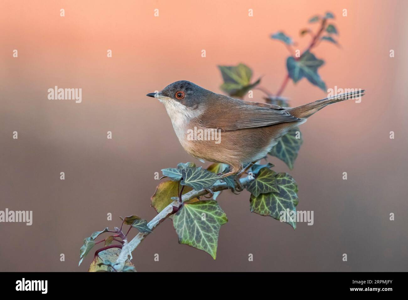 sardinian warbler (Sylvia melanocephala), immature male, Italy, Tuscany ...