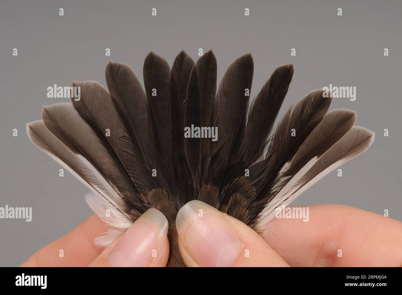 pied flycatcher (Ficedula hypoleuca), caught bird in the hands, tail ...